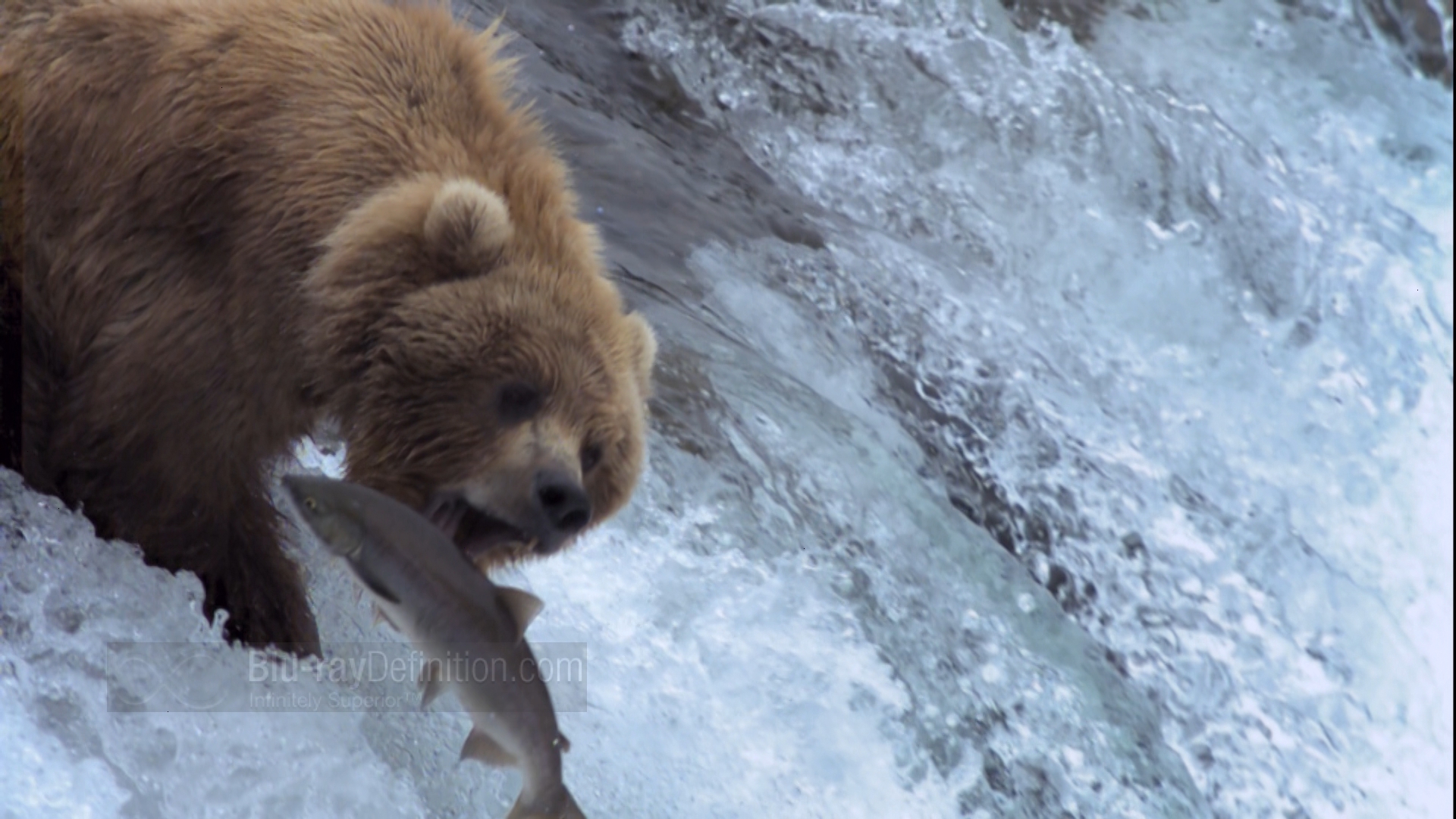 Nature's Most Amazing Events Blu-ray Review | TheaterByte