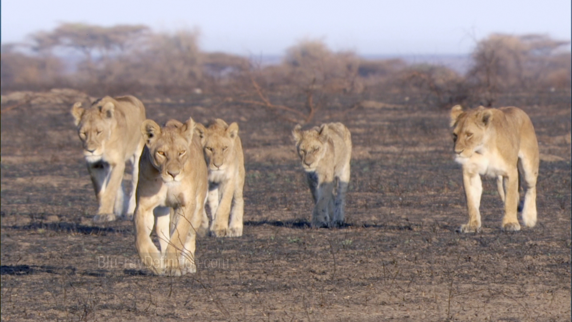 Nature's Most Amazing Events Blu-ray Review | TheaterByte