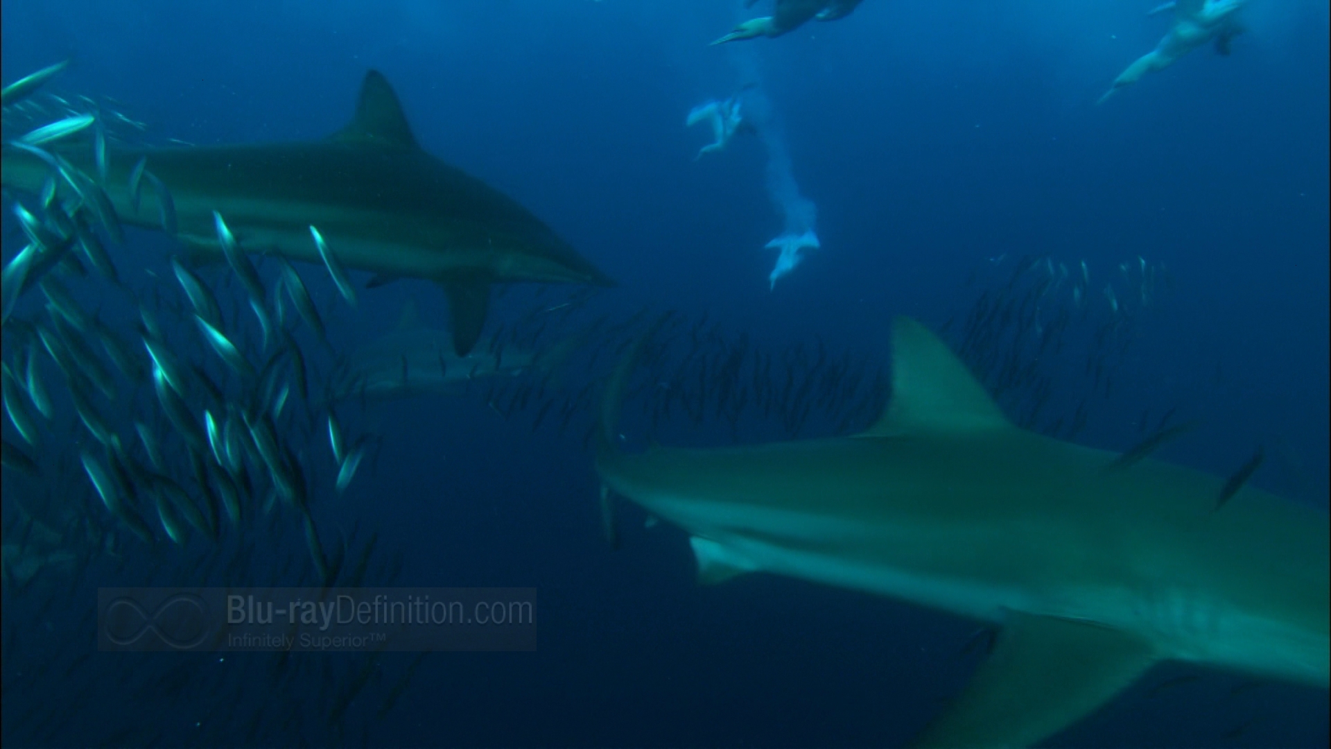 Nature's Most Amazing Events Blu-ray Review | TheaterByte