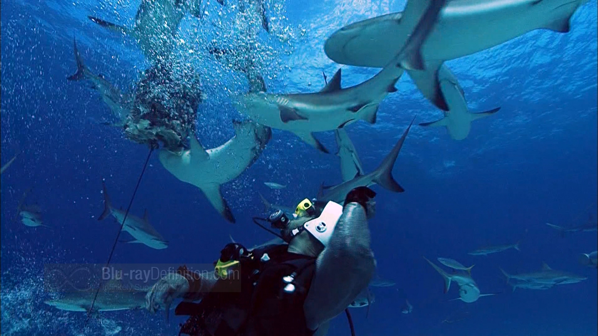 Shark Week: The Great Bites Collection Blu-ray Review High-Resolution ...