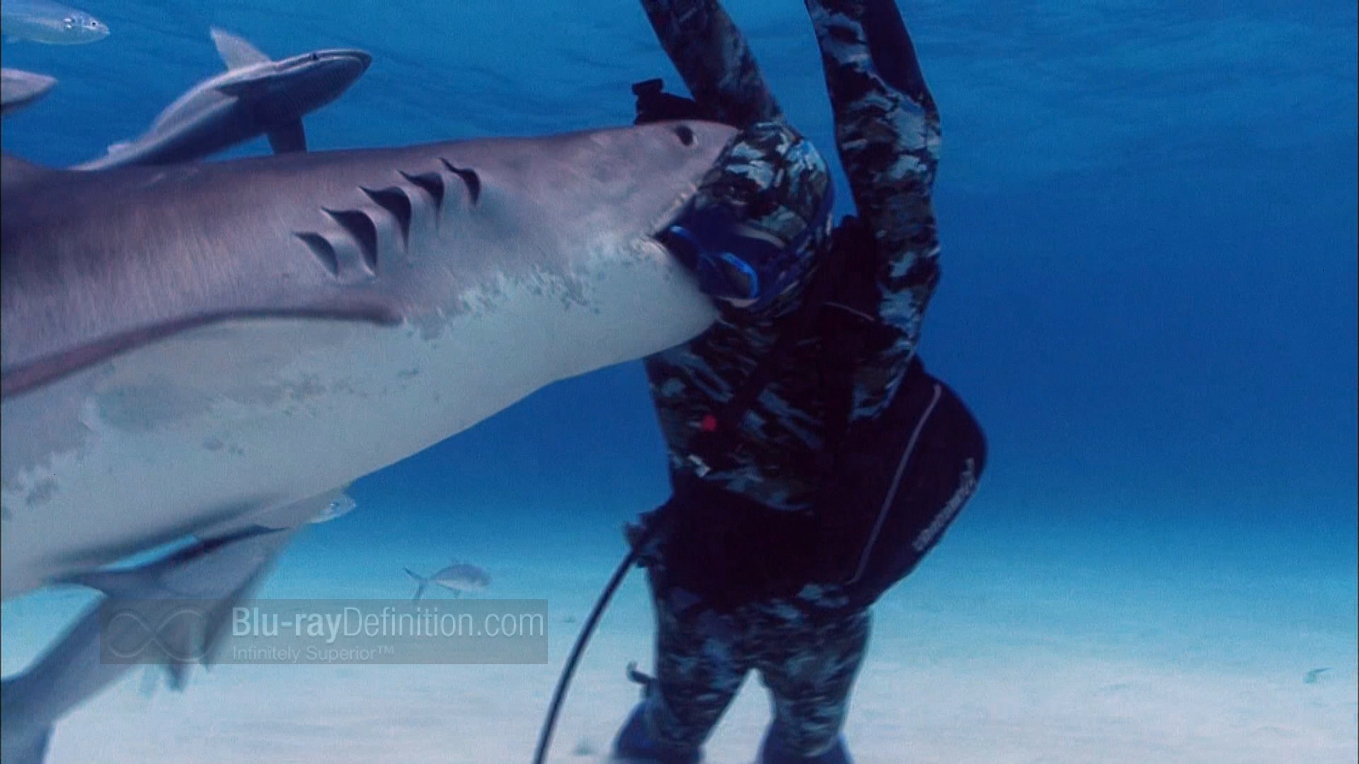 Shark Week: The Great Bites Collection Blu-ray Review High-Resolution ...