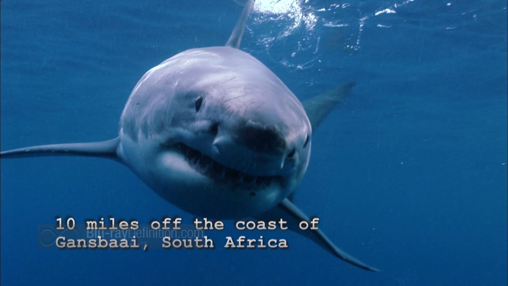 Shark Week: The Great Bites Collection Blu-ray Review High-Resolution ...