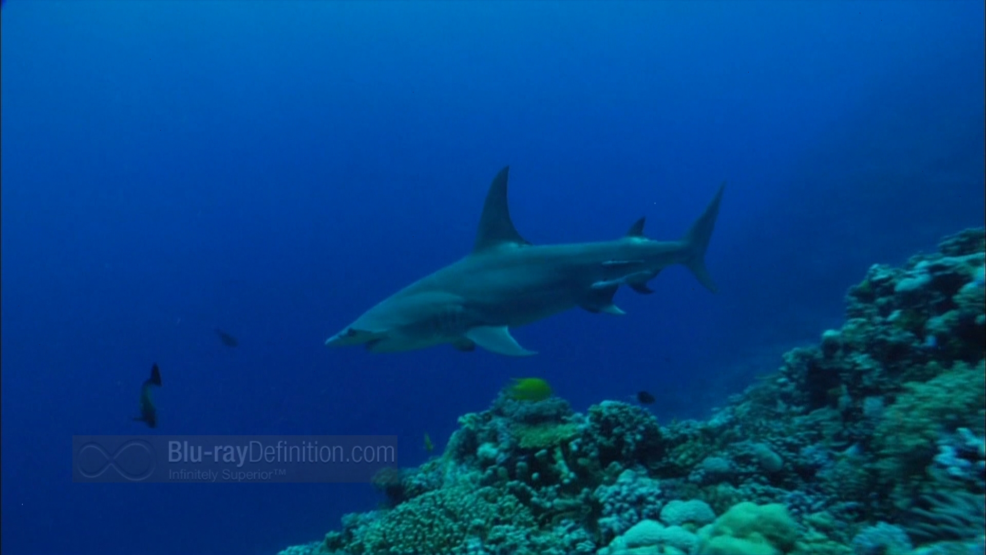 Shark Week: The Great Bites Collection Blu-ray Review High-Resolution ...