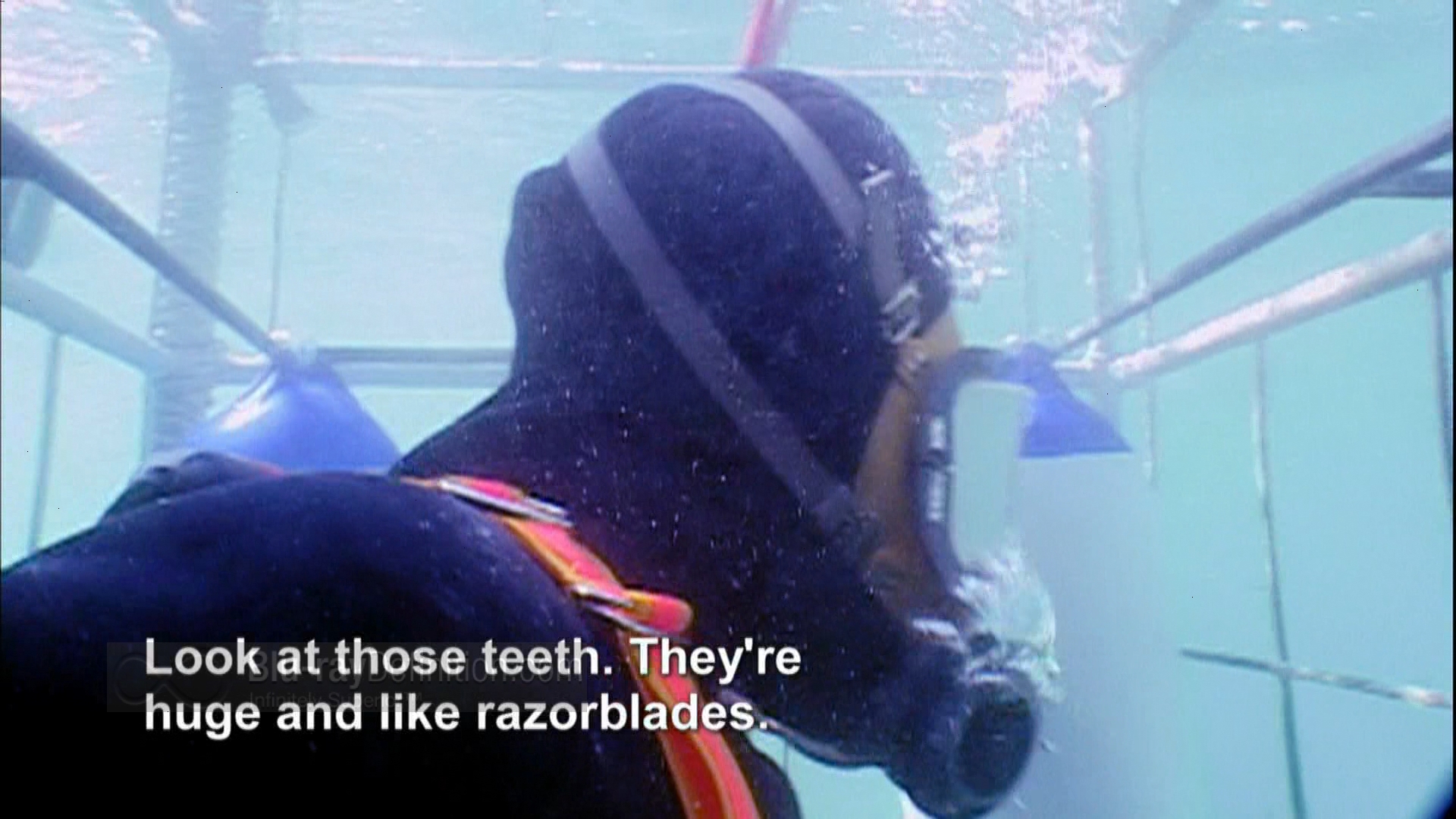 Shark Week: The Great Bites Collection Blu-ray Review High-Resolution ...
