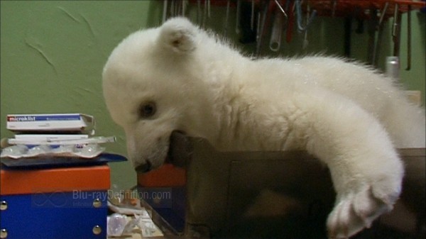 Knut & Friends Blu-ray Review High-Resolution Screen Captures | TheaterByte