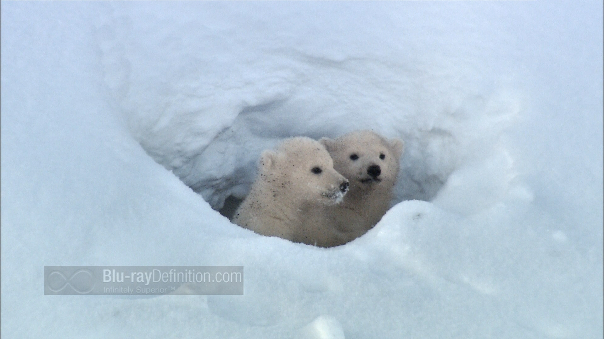 Knut & Friends Blu-ray Review High-Resolution Screen Captures | TheaterByte