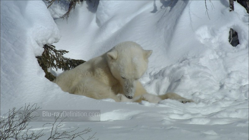 Knut & Friends Blu-ray Review High-Resolution Screen Captures | TheaterByte