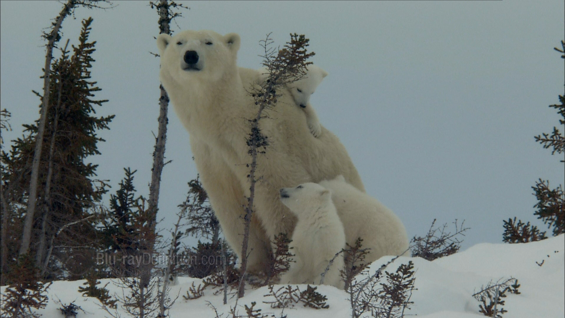 Knut & Friends Blu-ray Review High-Resolution Screen Captures | TheaterByte
