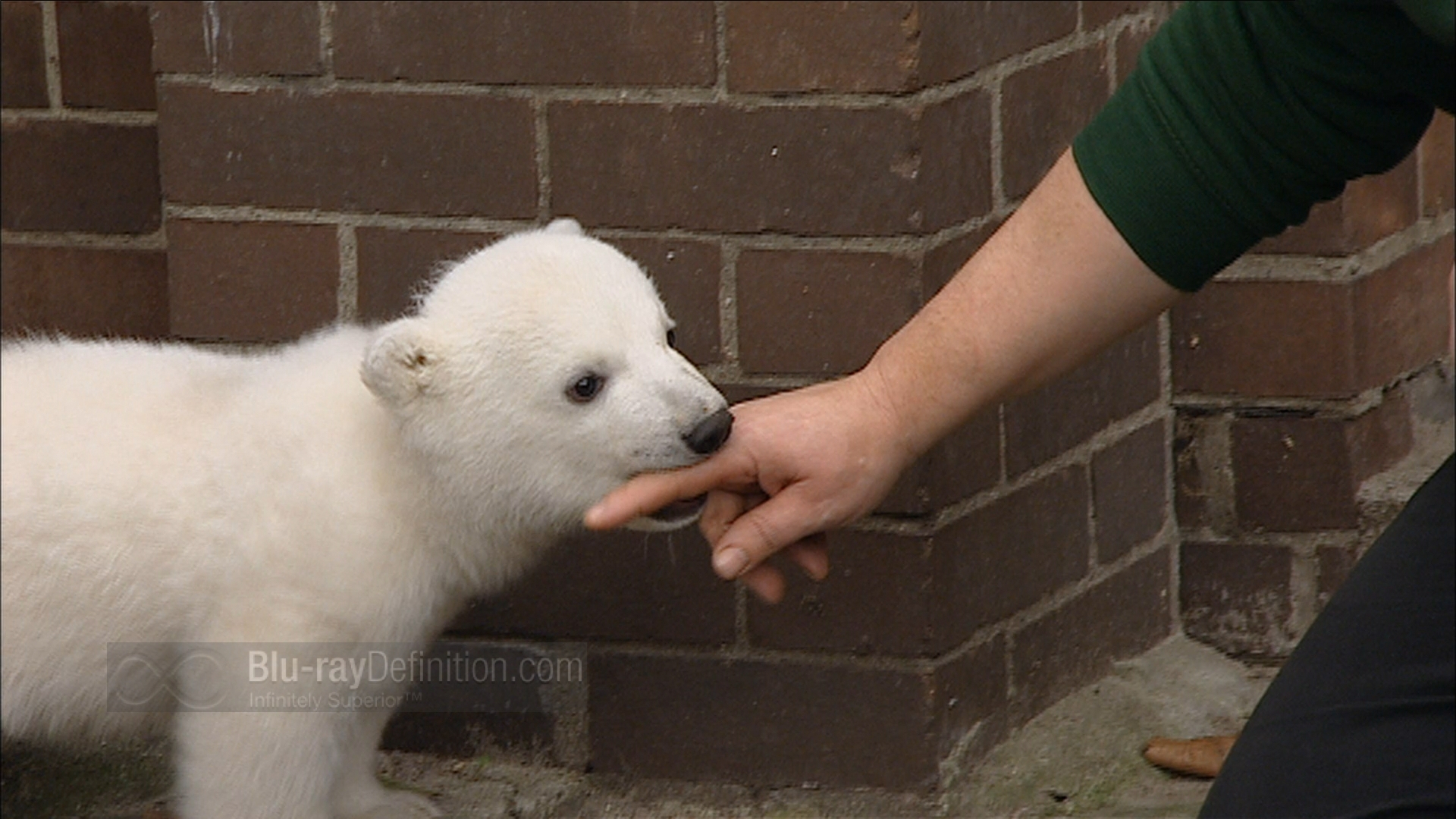 Knut & Friends Blu-ray Review High-Resolution Screen Captures | TheaterByte