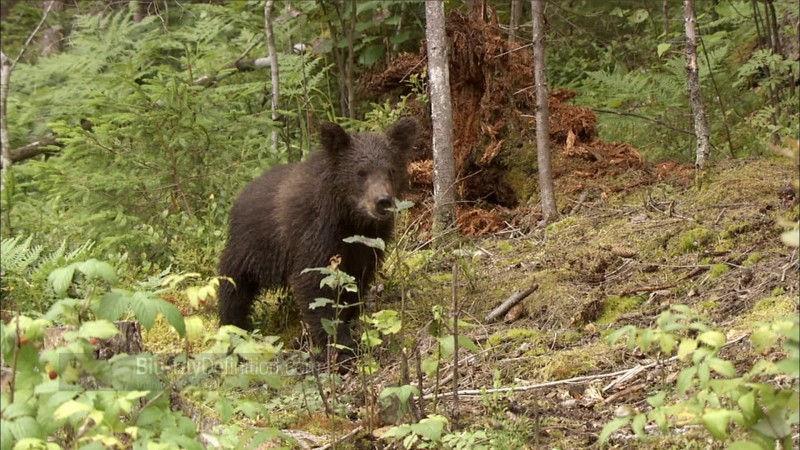 Knut & Friends Blu-ray Review High-Resolution Screen Captures | TheaterByte