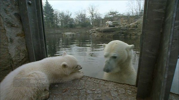 Knut & Friends Blu-ray Review High-Resolution Screen Captures | TheaterByte