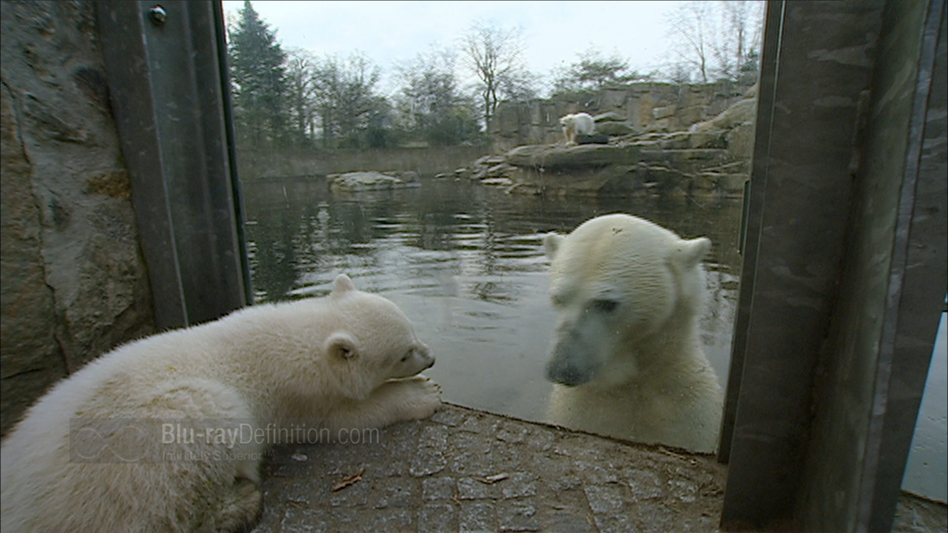 Knut & Friends Blu-ray Review High-Resolution Screen Captures | TheaterByte