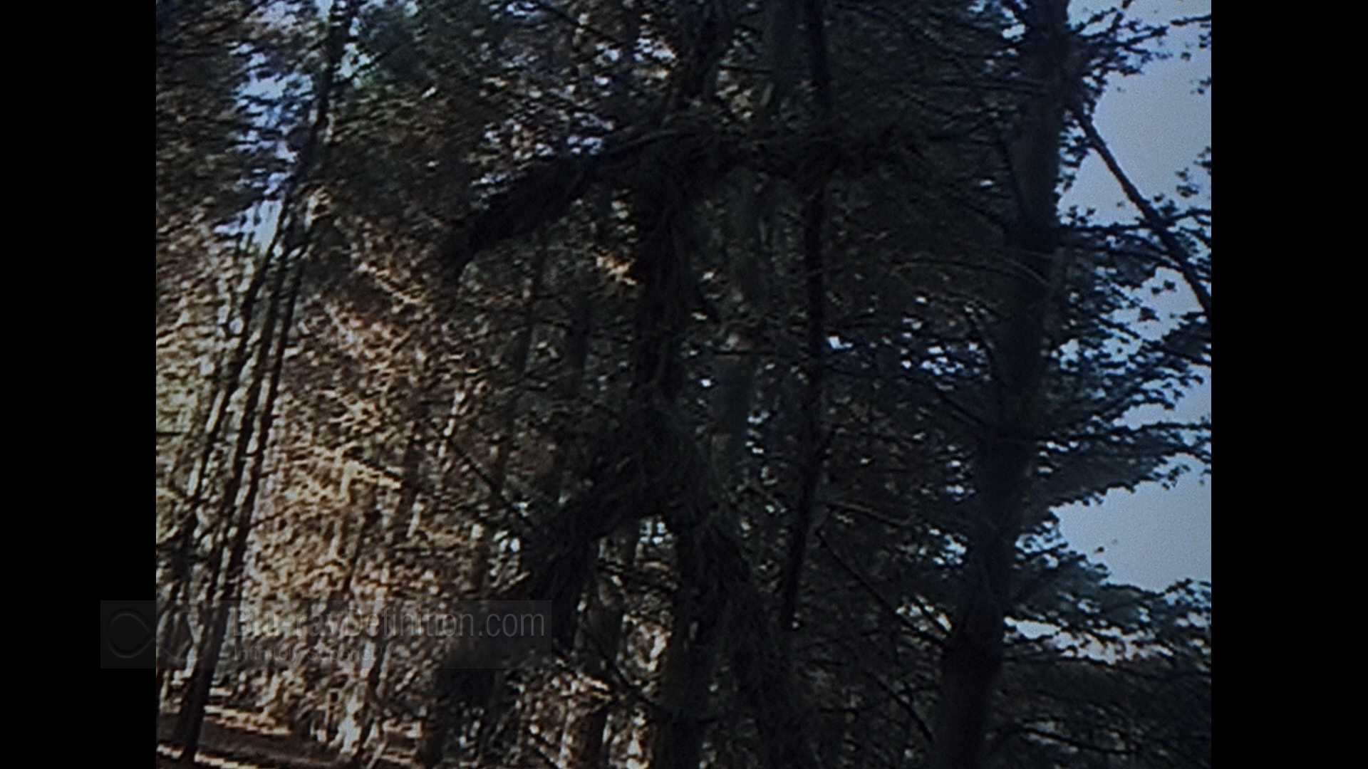 The Blair Witch Project Blu-ray Review | TheaterByte