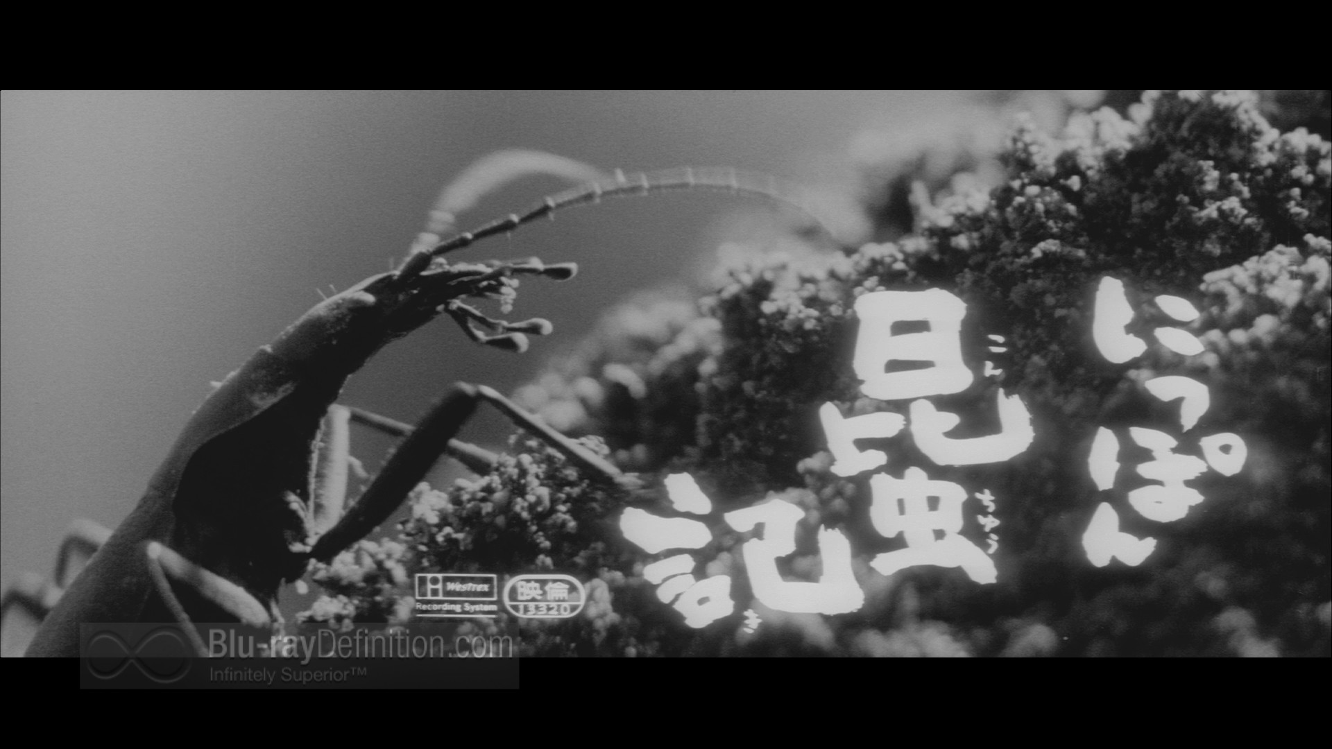 The Insect Woman/Nishi Ginza Station [Masters of Cinema][UK] Blu-ray ...