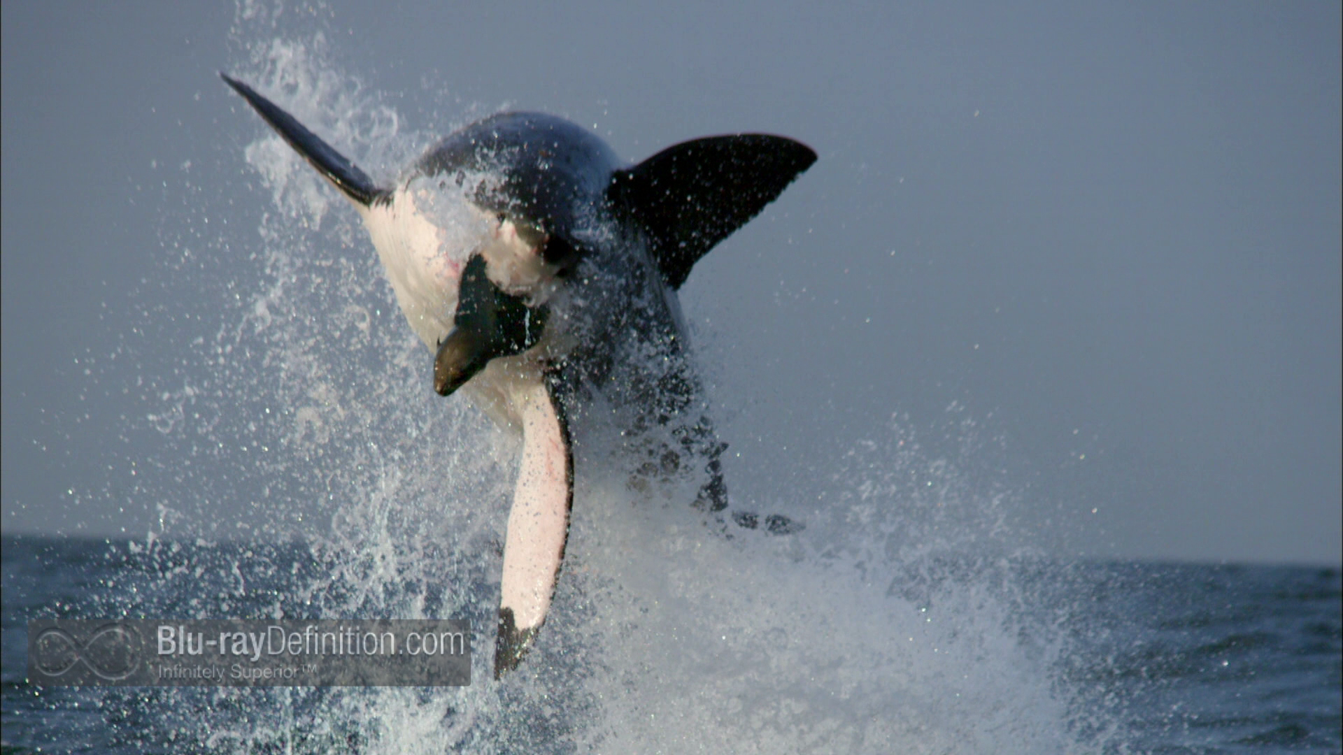 Earthflight: The Complete Series Blu-ray Review | TheaterByte