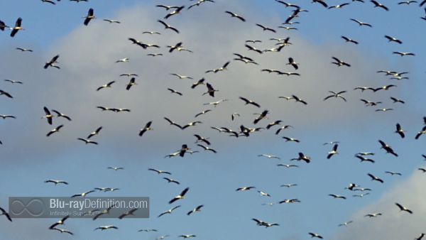 Earthflight: The Complete Series Blu-ray Review | TheaterByte