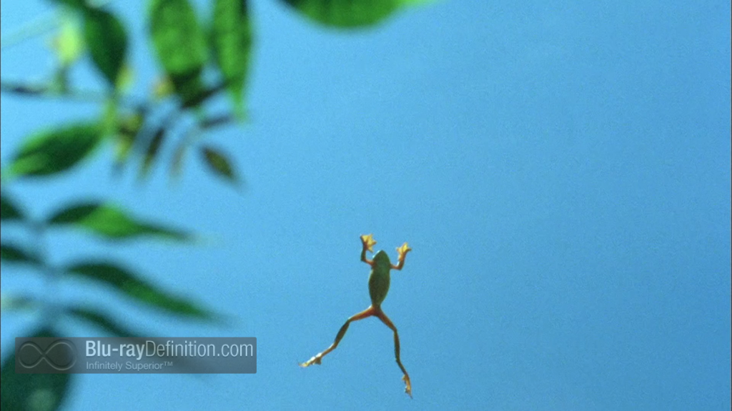 Nature: Fabulous Frogs Blu-ray Review | TheaterByte